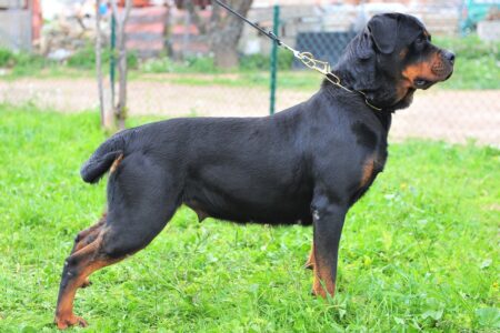 Rottweiler Tail Docking: Everything You Need to Know + FAQ