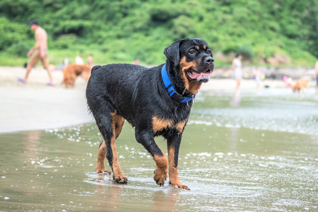 Rottweiler Tail Docking: Everything You Need to Know + FAQ