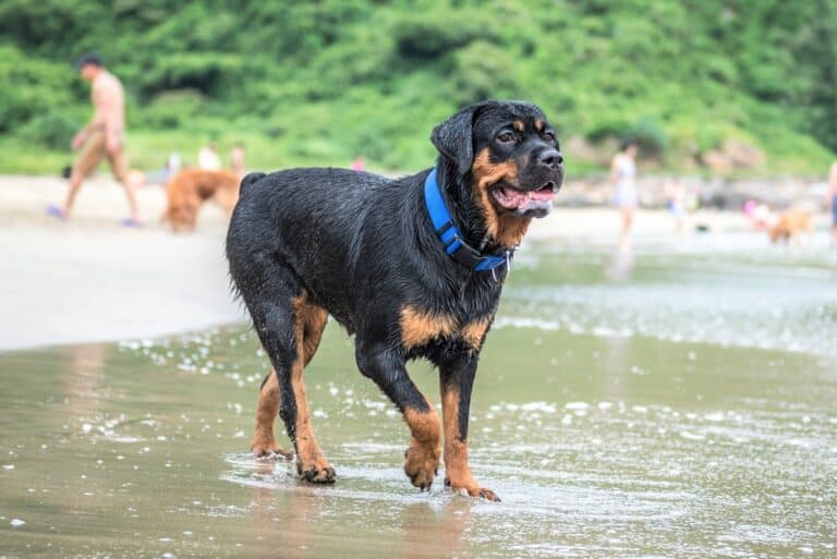 Rottweiler Tail Docking: Everything You Need to Know + FAQ