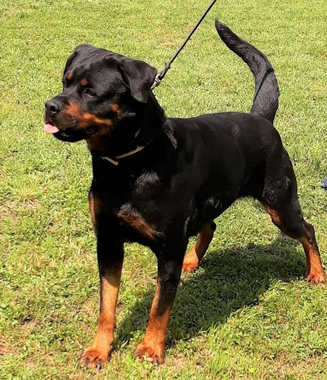 Rottweiler Tail Docking: Everything You Need to Know + FAQ