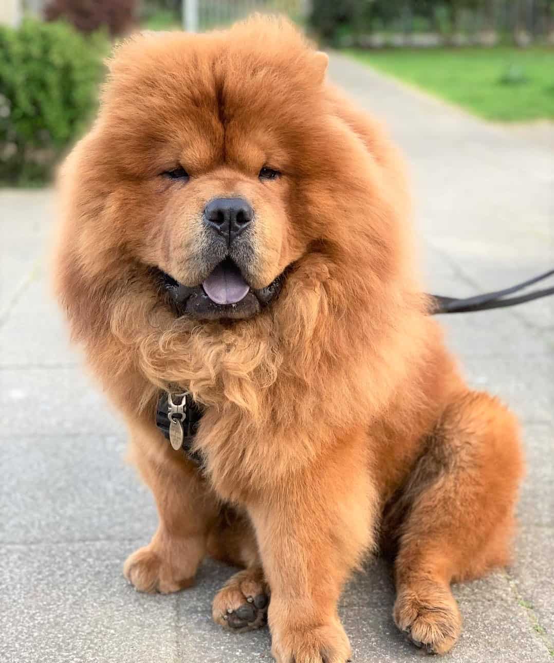 Chow Chow Colors: Do Panda Chow Chows Exist? - Bubbly Pet