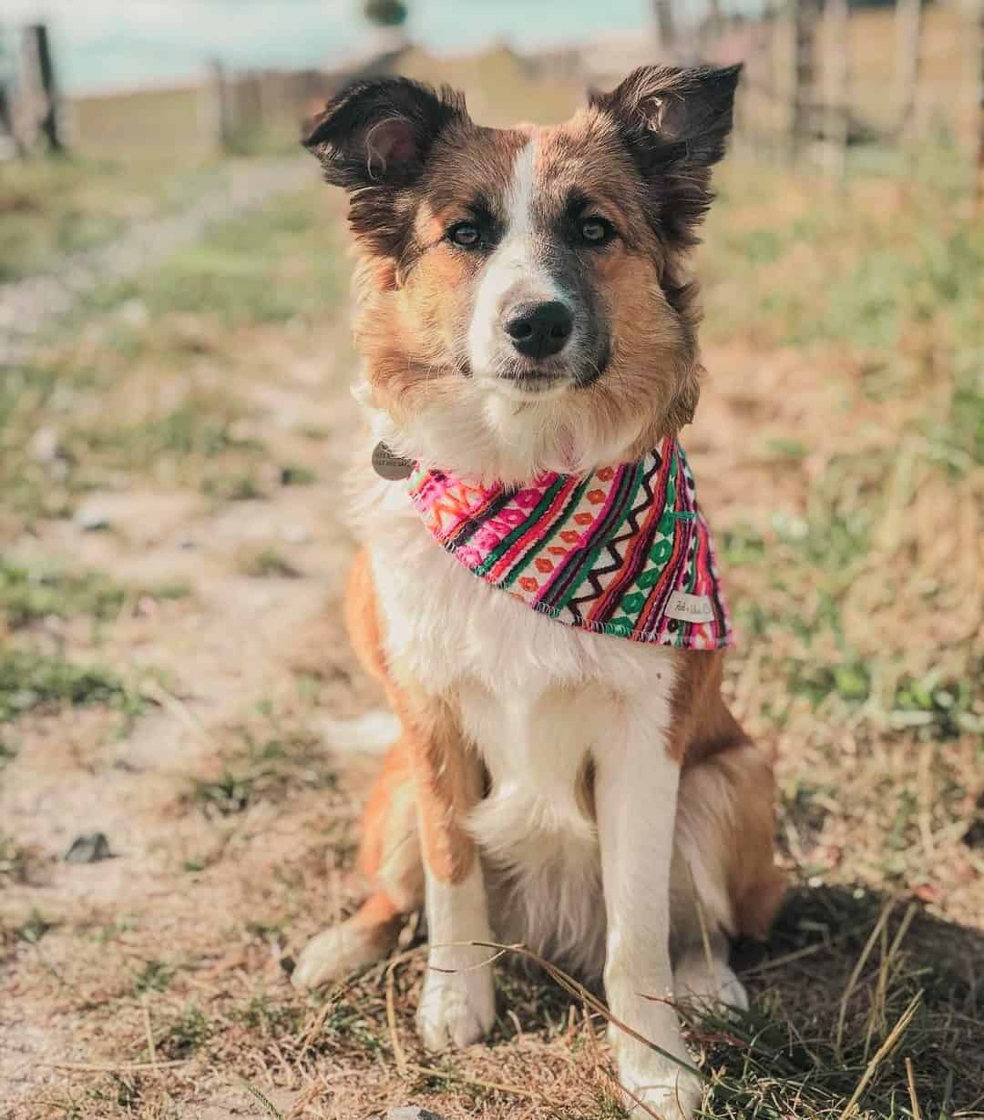 Border Collie Colors: All 24 Coat Colors Explained With Pictures