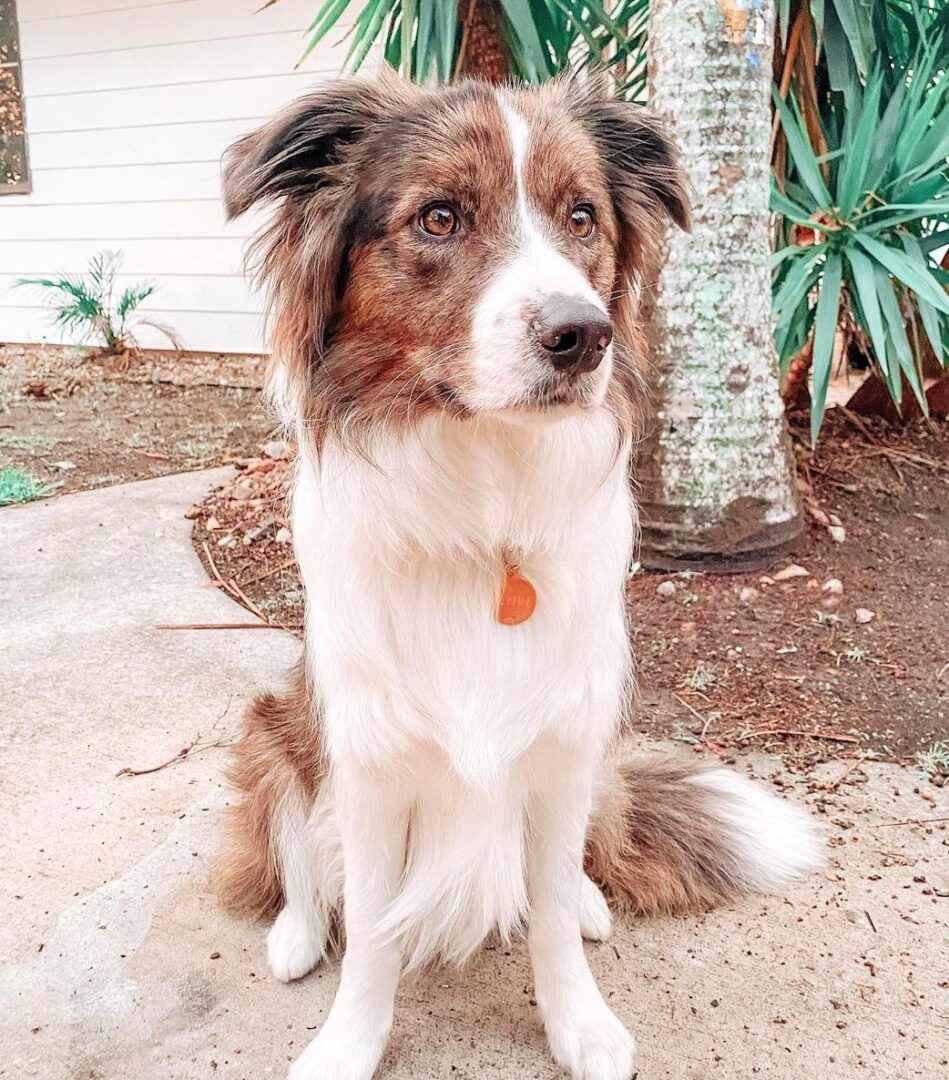 Border Collie Colors: All 24 Coat Colors Explained With Pictures