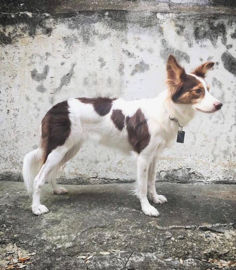 Border Collie Colors: All 24 Coat Colors Explained With Pictures