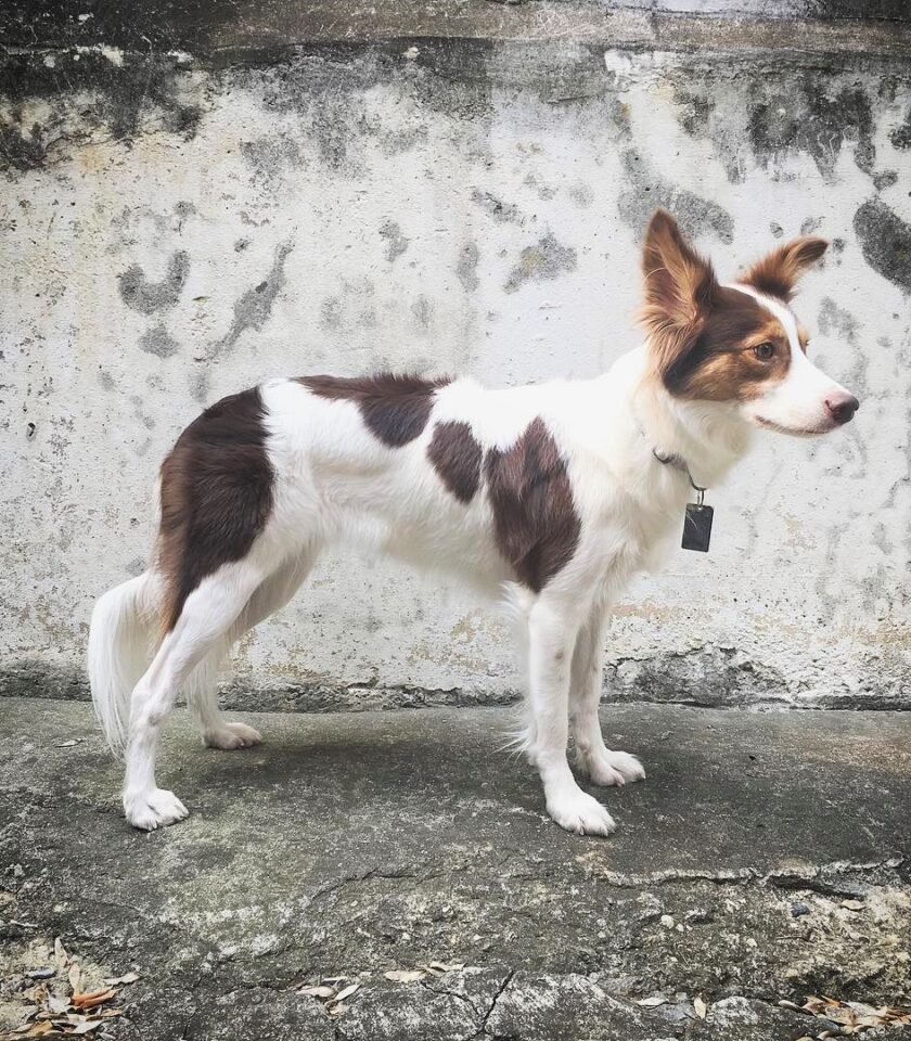 Border Collie Colors: All 24 Coat Colors Explained With Pictures