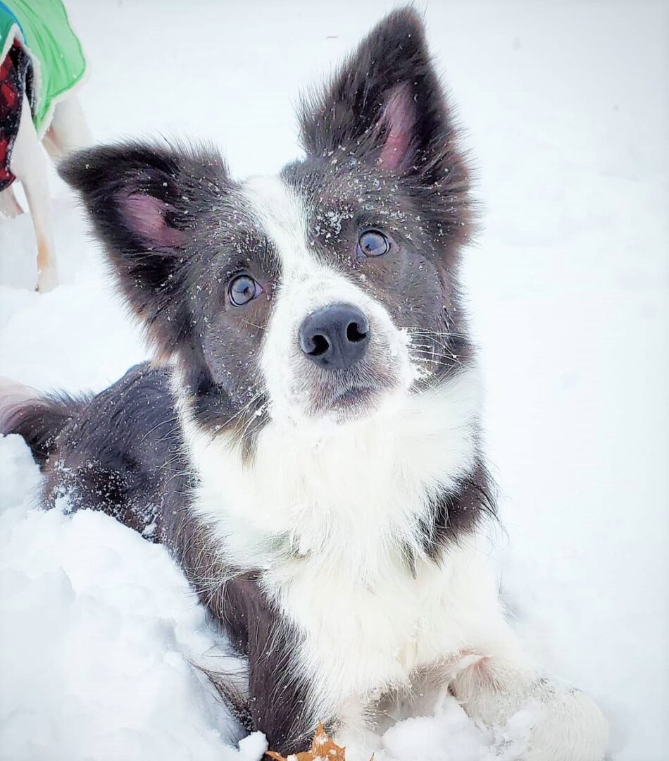 Border Collie Colors: All 24 Coat Colors Explained With Pictures