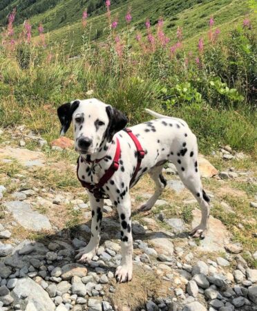 Dalmatian Colors: Do Dalmatians Only Have Black Spots?