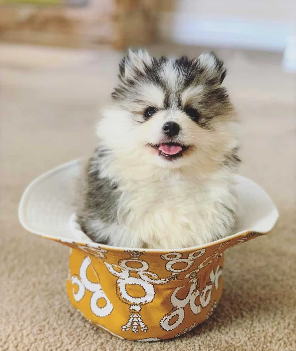 Teacup Pomsky: Are They Really Teacup-Sized? - Bubbly Pet
