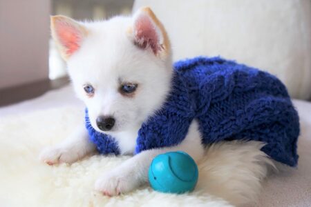 Teacup Pomsky: Are They Really Teacup-Sized?