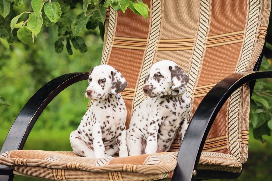 Dalmatian Colors: Do Dalmatians Only Have Black Spots?