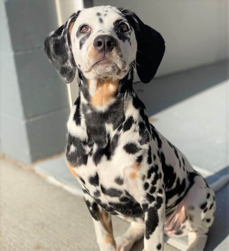 Dalmatian Colors: Do Dalmatians Only Have Black Spots?