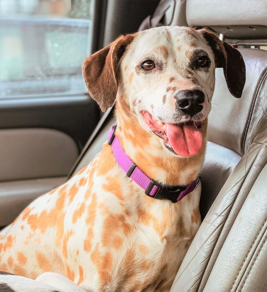 Dalmatian Colors: Do Dalmatians Only Have Black Spots?