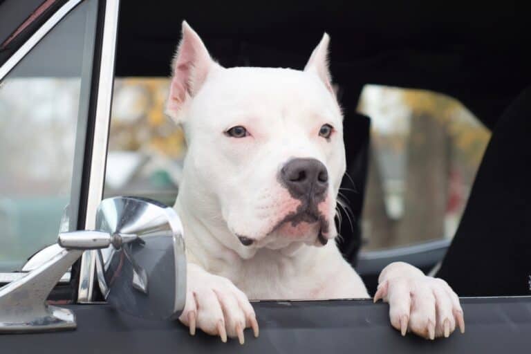 Pitbull Ear Cropping: Should You Crop Your Pitbull’s Ears?