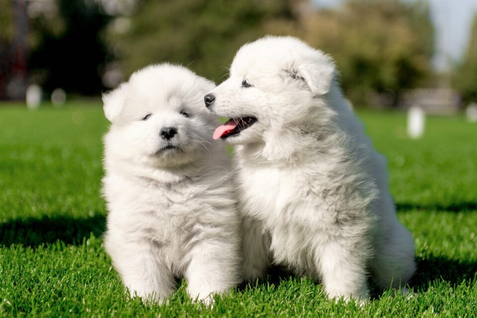 Samoyed Colors: Are There Other Shades Aside From White?
