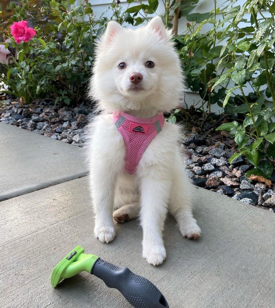 Teacup Pomsky: Are They Really Teacup-Sized?