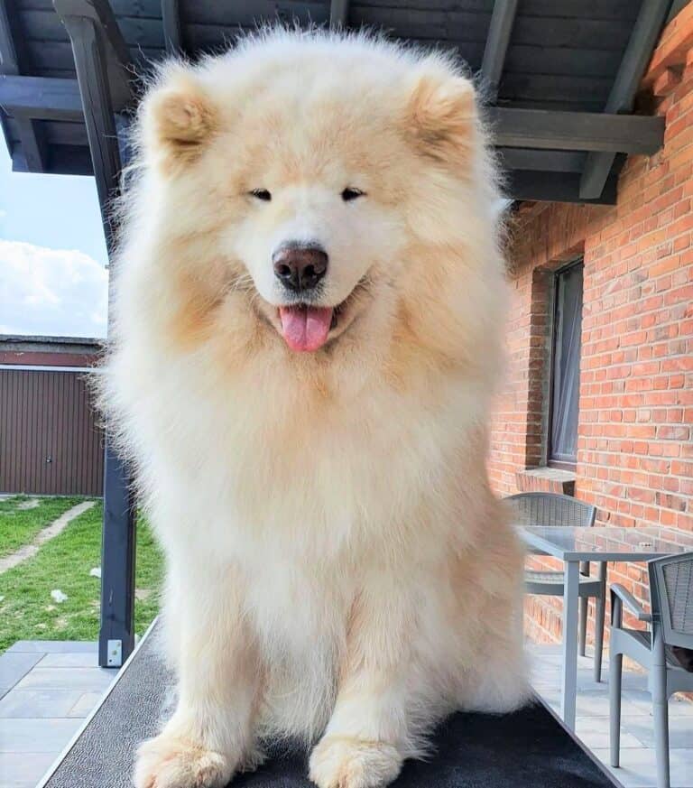 Samoyed Colors: Are There Other Shades Aside From White?