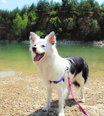 Border Collie Colors: All 24 Coat Colors Explained With Pictures