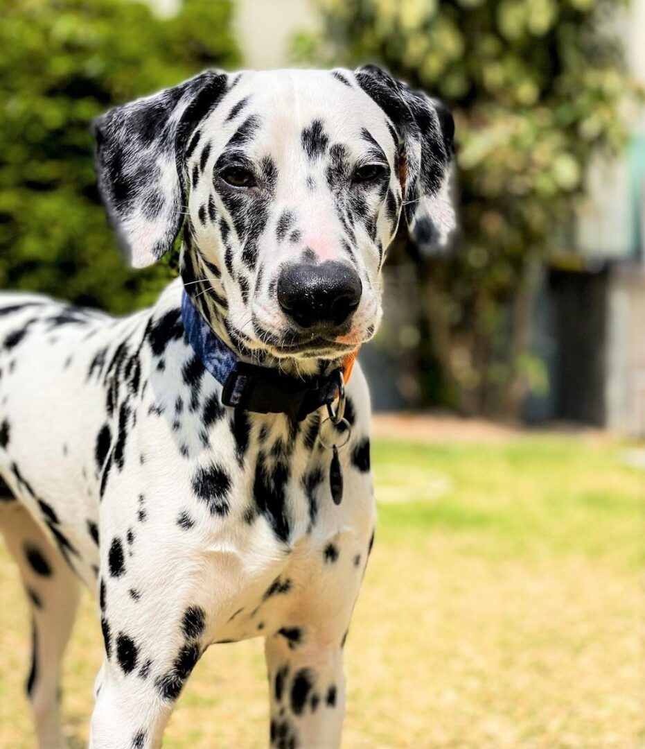 Dalmatian Colors: Do Dalmatians Only Have Black Spots?