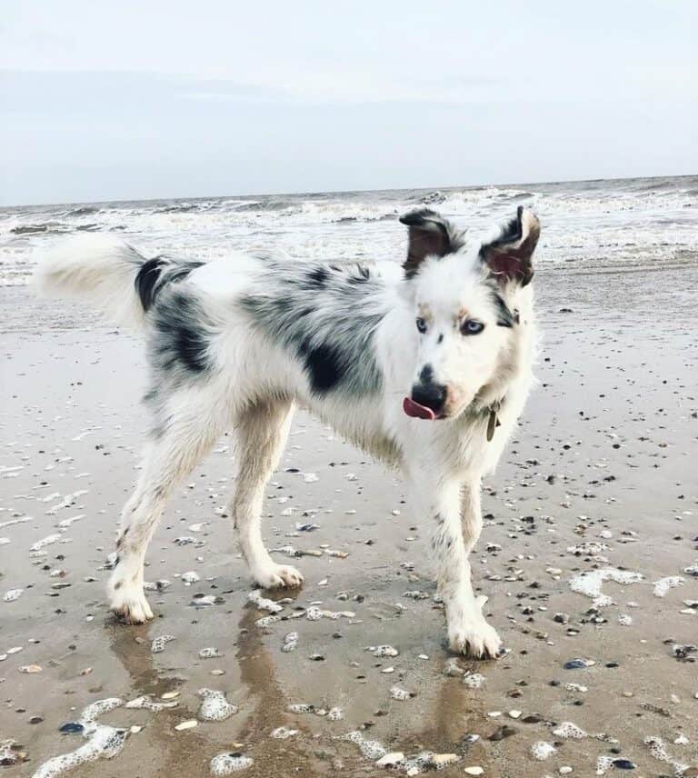 Border Collie Colors: All 24 Coat Colors Explained With Pictures