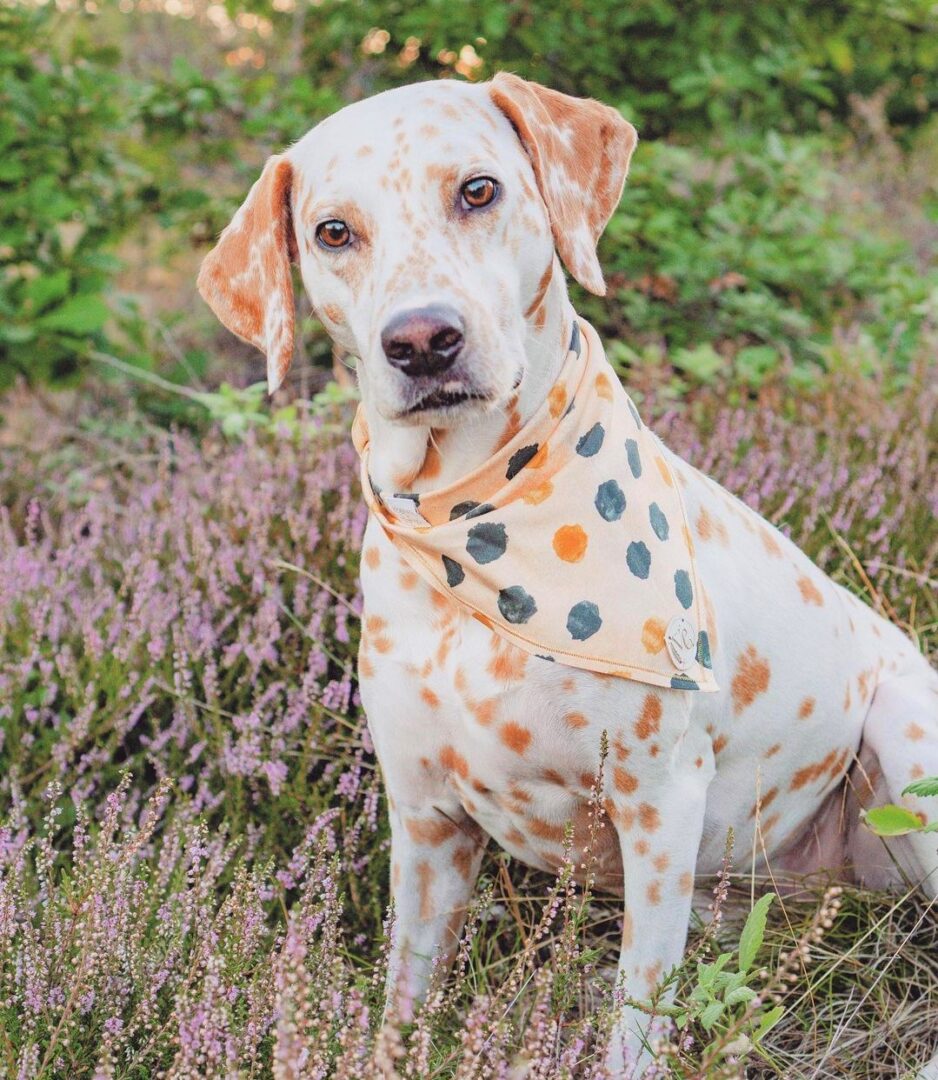 Dalmatian Colors: Do Dalmatians Only Have Black Spots?