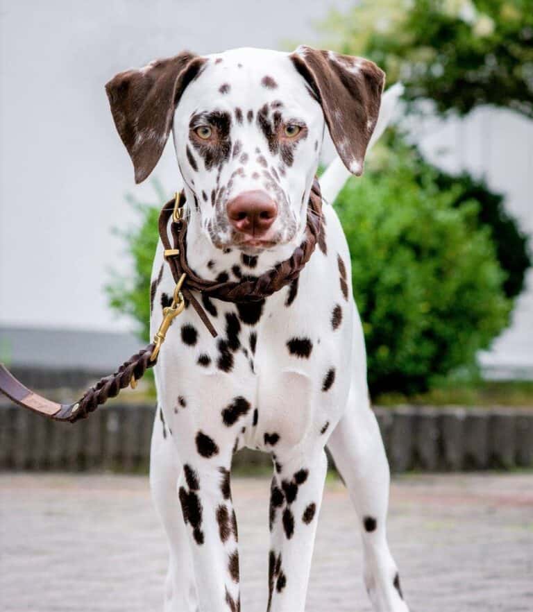 Dalmatian Colors: Do Dalmatians Only Have Black Spots?