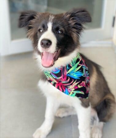 Border Collie Colors: All 24 Coat Colors Explained With Pictures