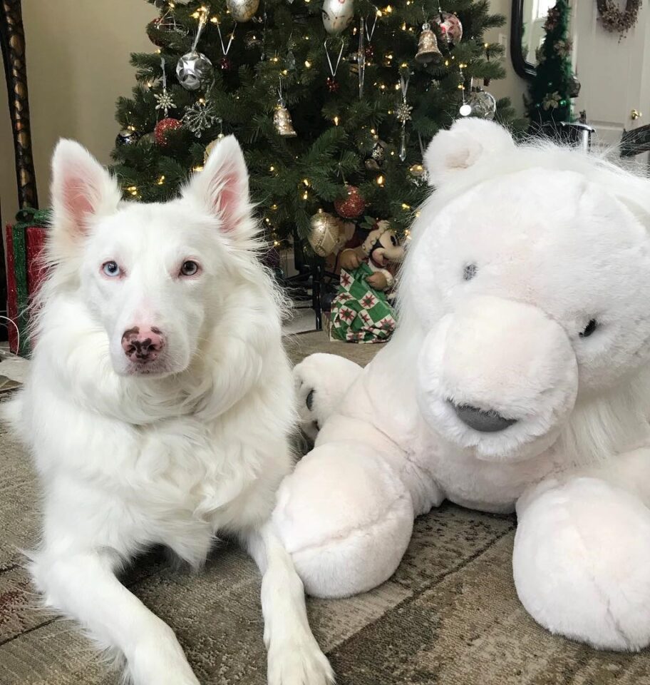 Border Collie Colors: All 24 Coat Colors Explained With Pictures