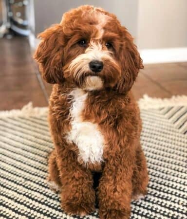 All Goldendoodle Colors and Patterns Explained (With Pictures)