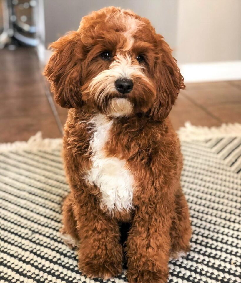 All Goldendoodle Colors and Patterns Explained (With Pictures)