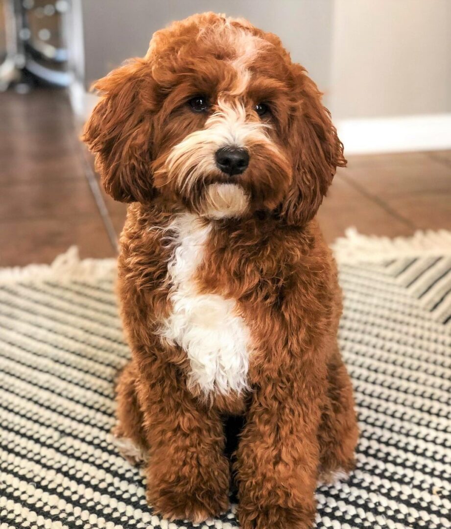 All Goldendoodle Colors and Patterns Explained (With Pictures)