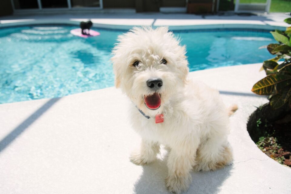 All Goldendoodle Colors and Patterns Explained (With Pictures)