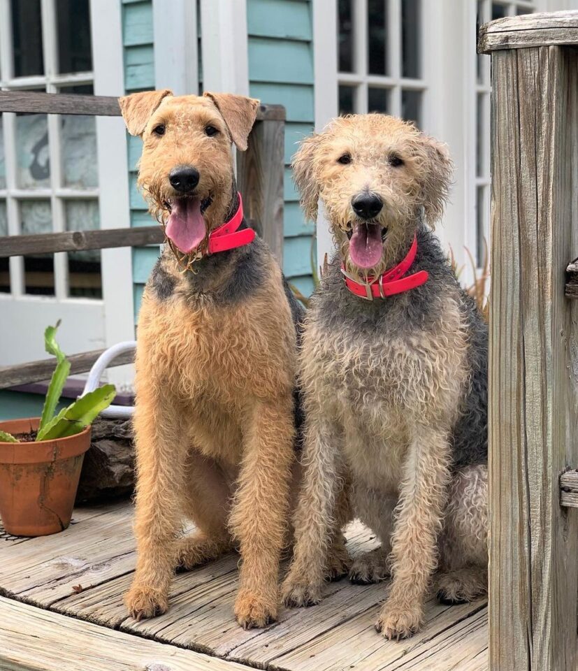 Terrier Poodle Mix Breed Guide: Pictures, Facts, FAQ and More