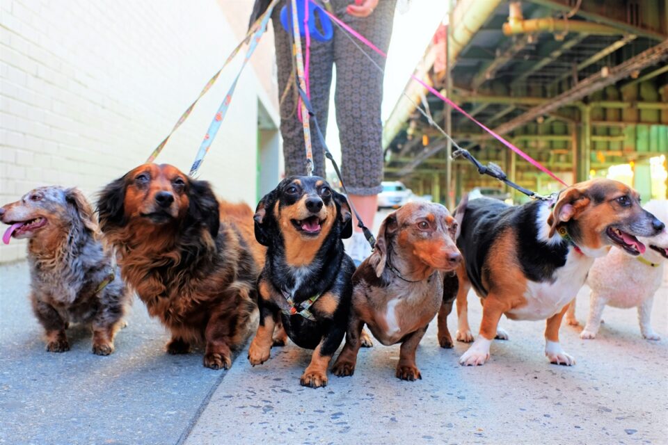 All Dachshund Colors and Patterns Explained With Pictures