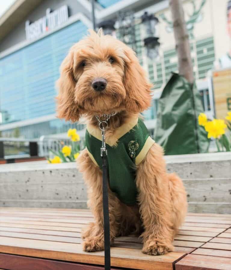 All Goldendoodle Colors and Patterns Explained (With Pictures)