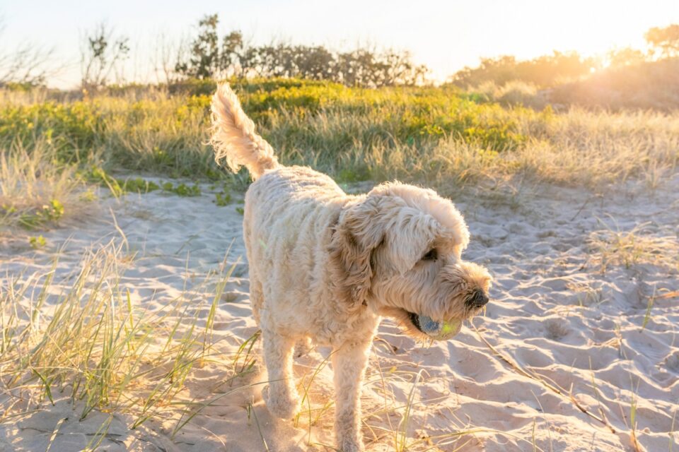 Australian Goldendoodle: Are They Really 100% Hypoallergenic?
