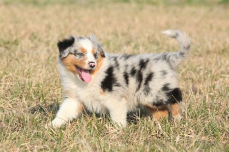 Do Australian Shepherds Have Tails? Bobbed Tail vs. Normal Tail