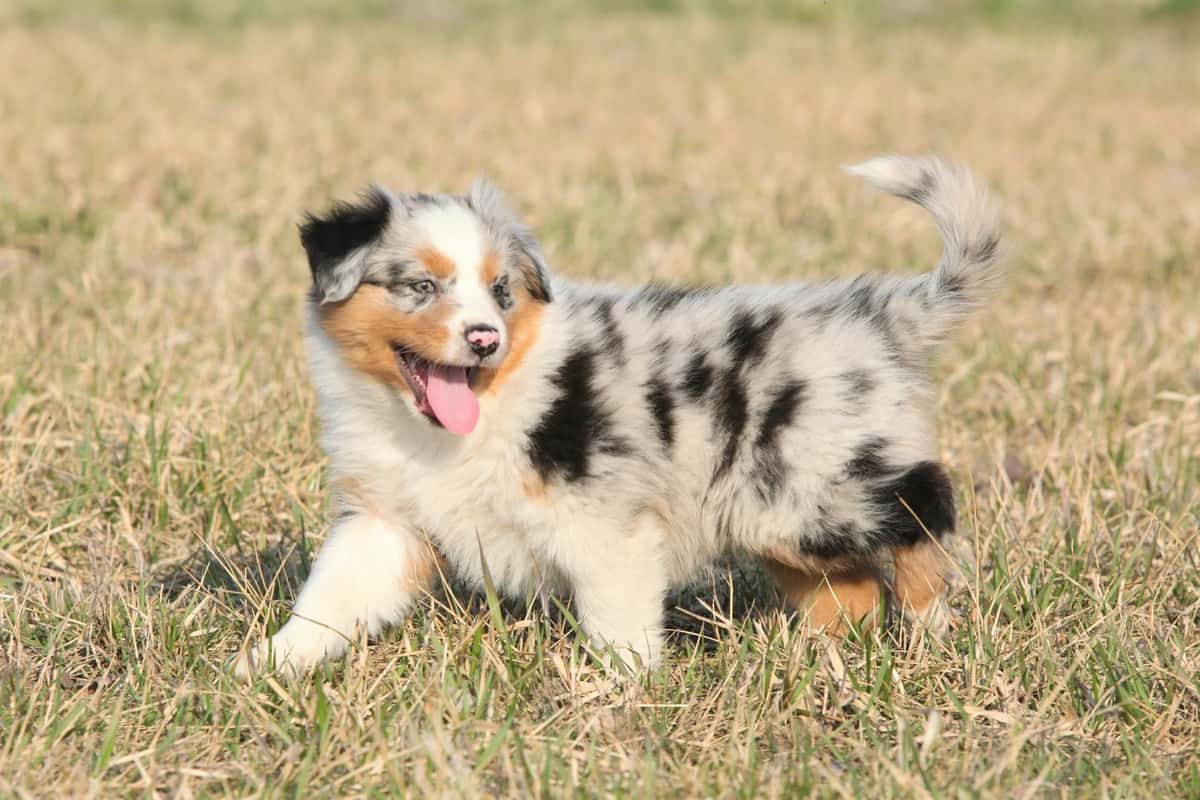 Australian Shepherd Puppies With Tails Australian Shepherd Puppies With Tails