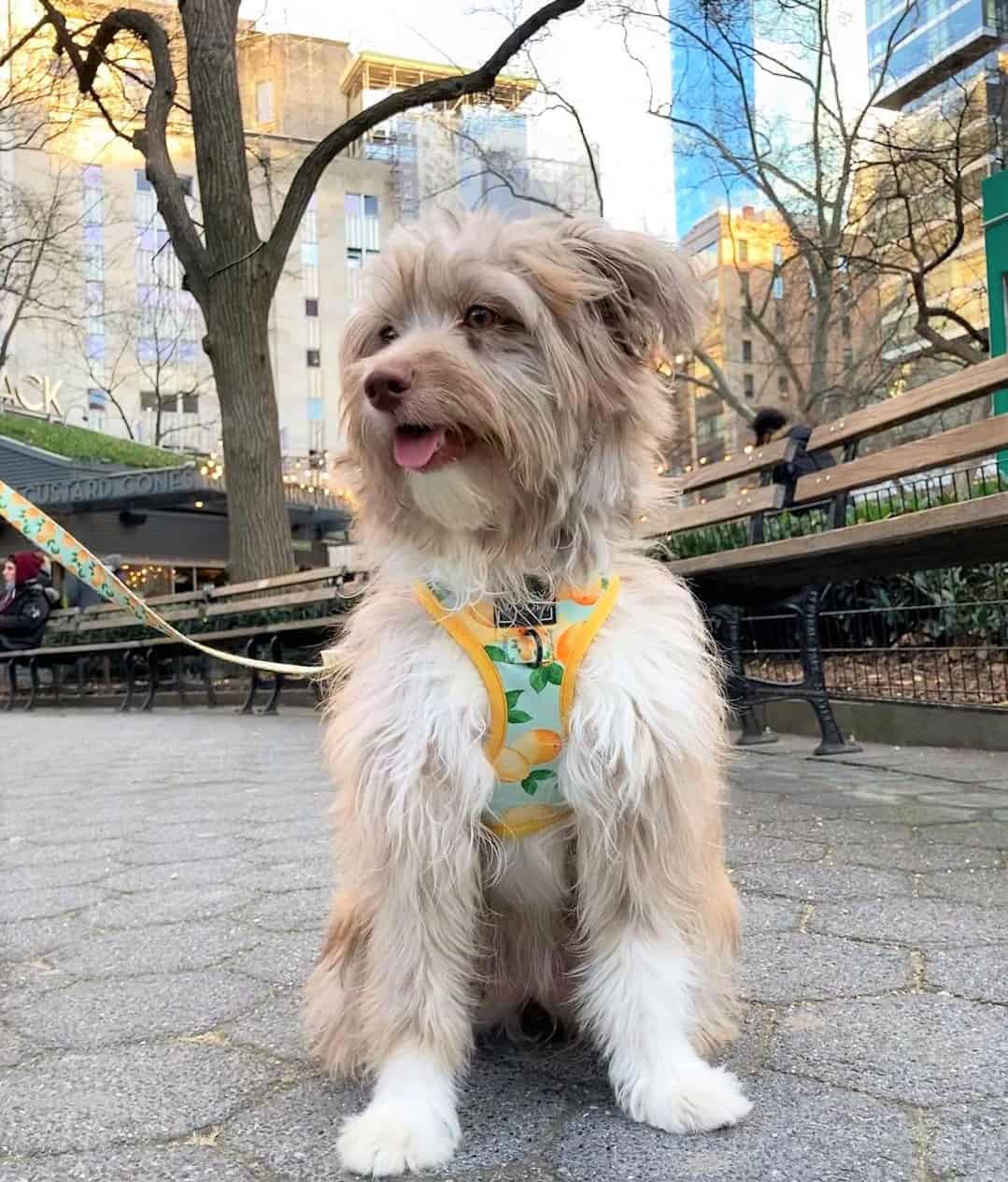 Miniature Aussiedoodle: Info, Temperament, Pictures, and FAQ