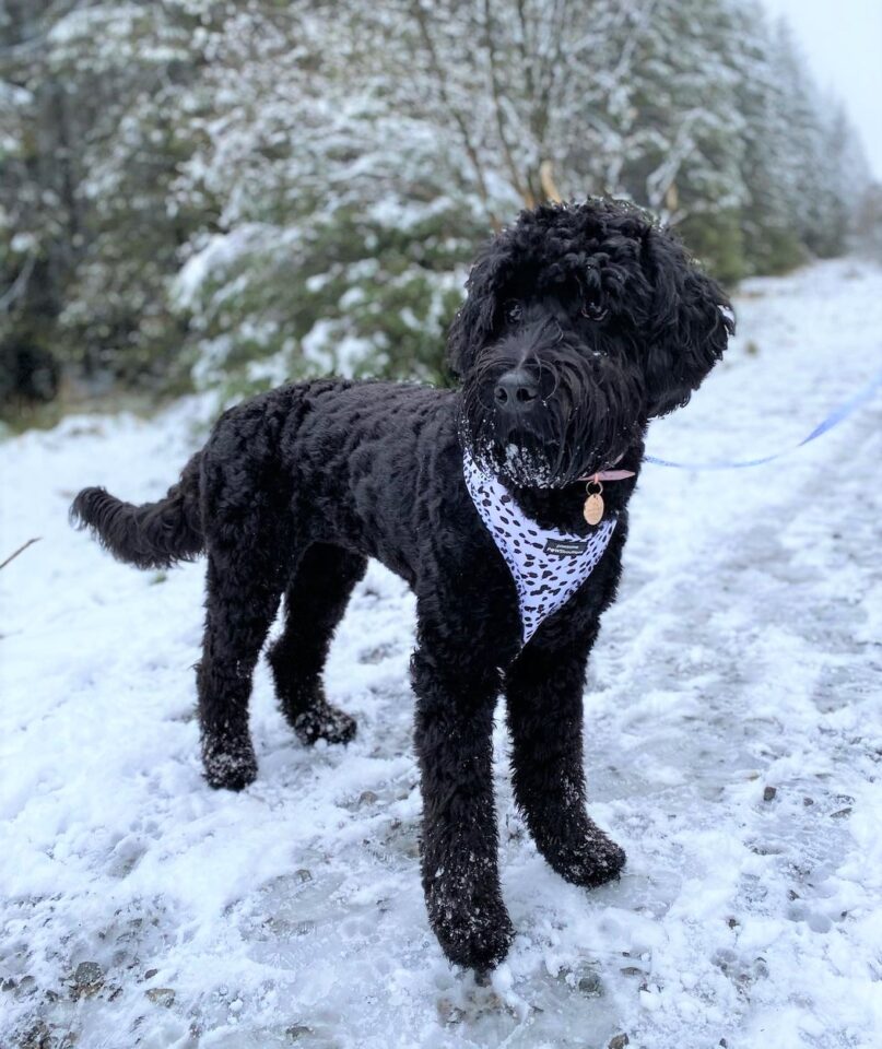All Goldendoodle Colors and Patterns Explained (With Pictures)