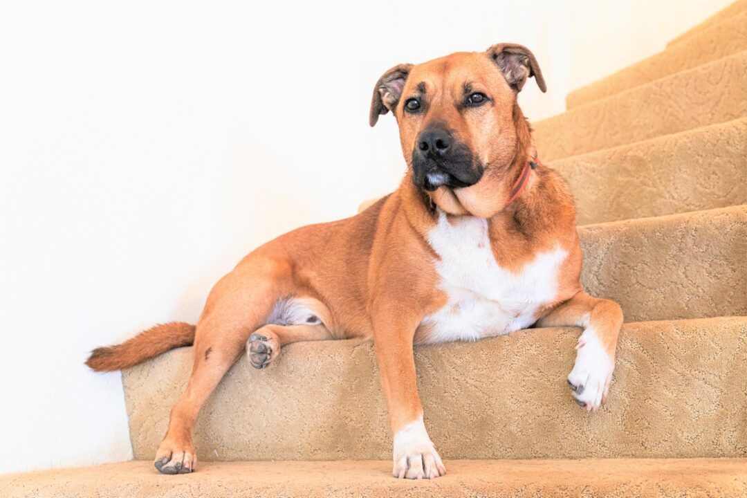 Black Mouth Cur Lab Mix: A Loyal Labrador Mix You Will Love