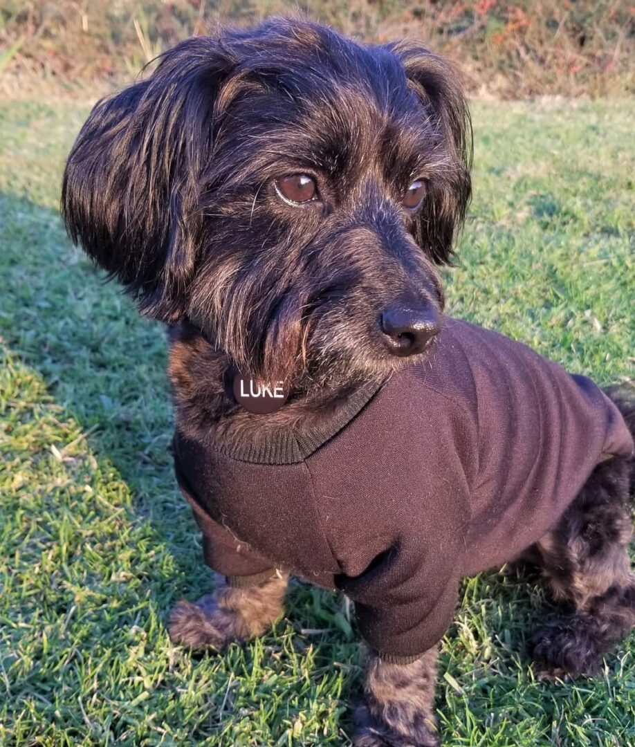 Terrier Poodle Mix Breed Guide: Pictures, Facts, FAQ and More