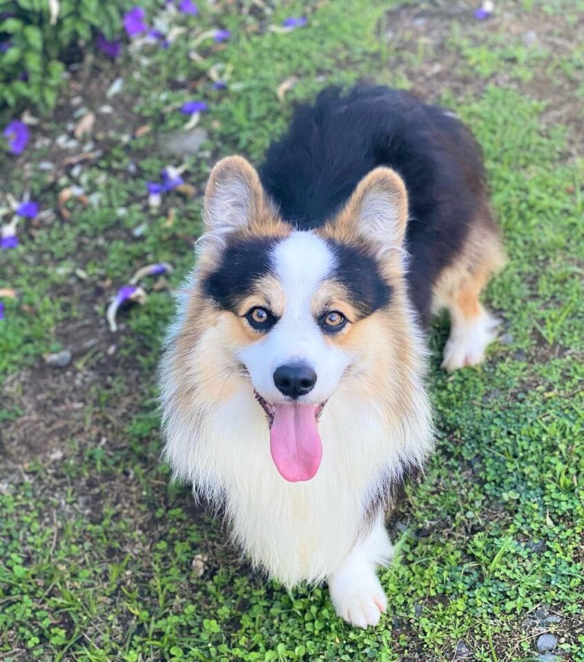 Fluffy Corgi: All You Need to Know About the Long-Haired Corgi