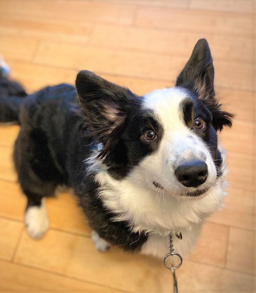 Fluffy Corgi: All You Need to Know About the Long-Haired Corgi