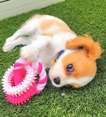 Teacup Cavalier King Charles Spaniel: A Comprehensive Guide