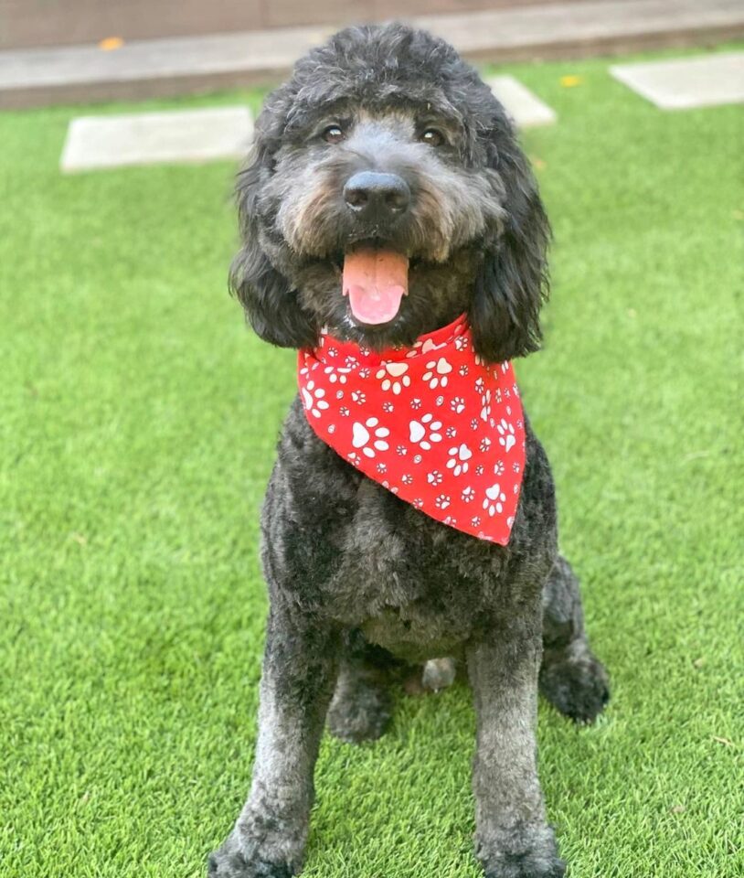 All Goldendoodle Colors and Patterns Explained (With Pictures)