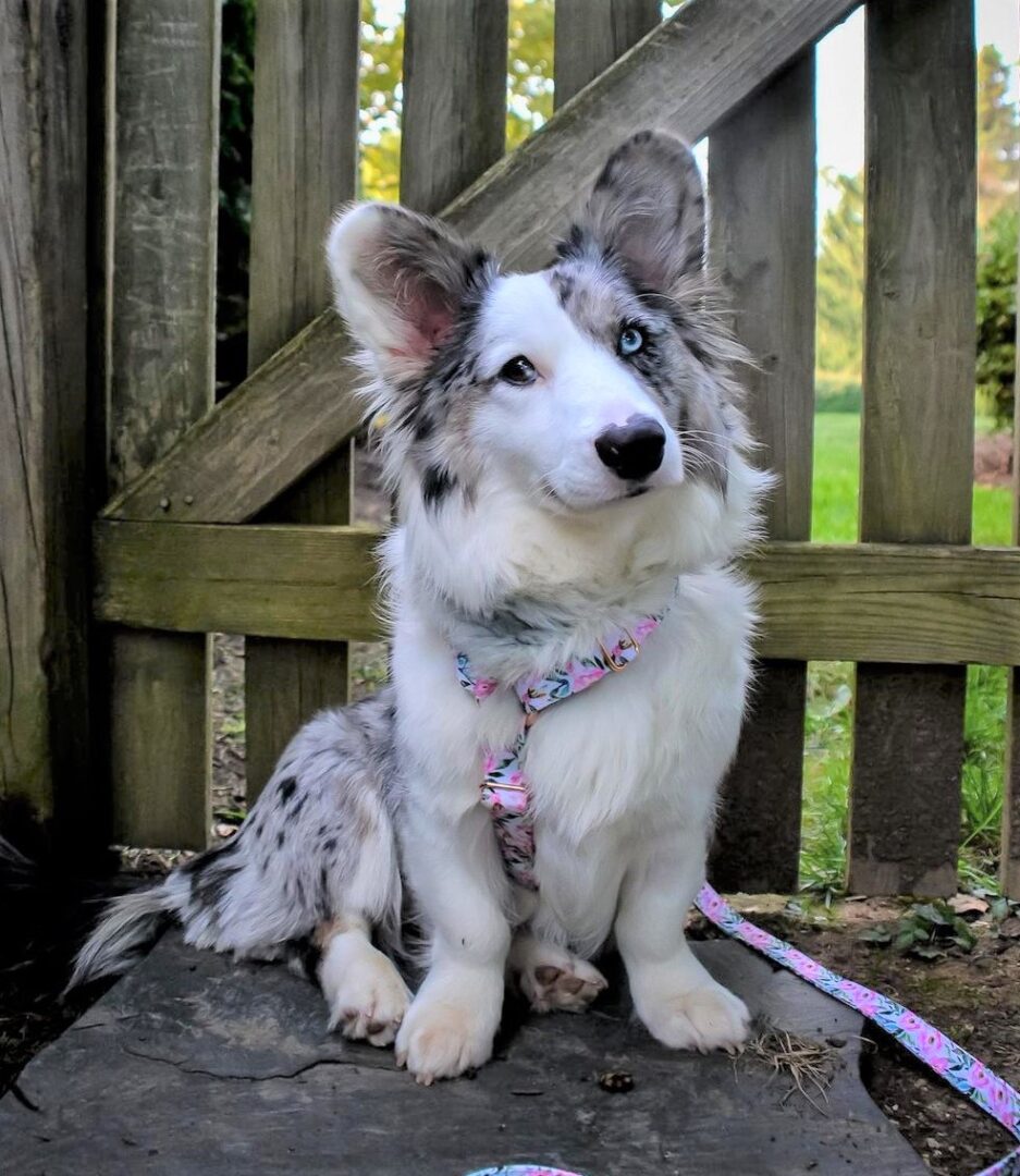 Fluffy Corgi: All You Need to Know About the Long-Haired Corgi