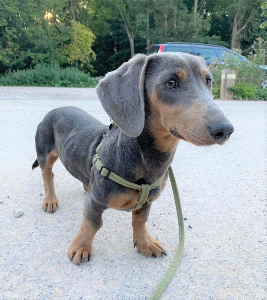 All Dachshund Colors and Patterns Explained With Pictures