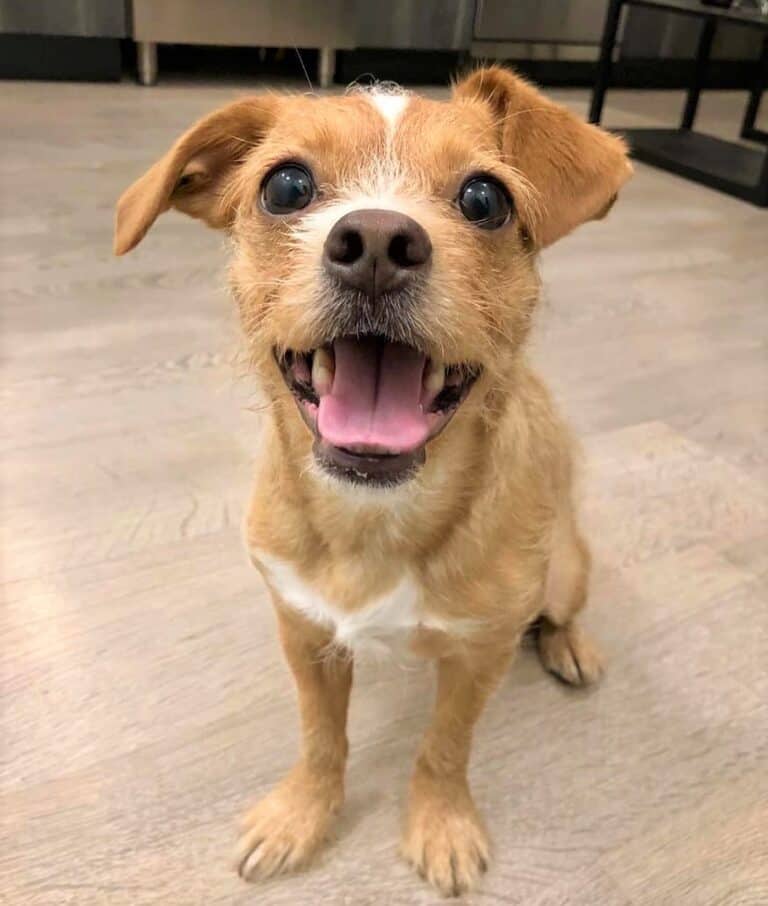 Terrier Poodle Mix Breed Guide: Pictures, Facts, FAQ and More