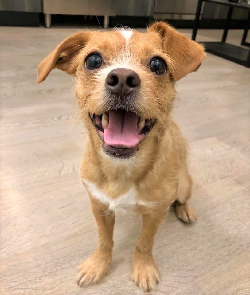 Terrier Poodle Mix Breed Guide: Pictures, Facts, FAQ and More