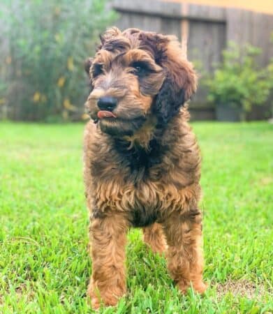All Goldendoodle Colors and Patterns Explained (With Pictures)